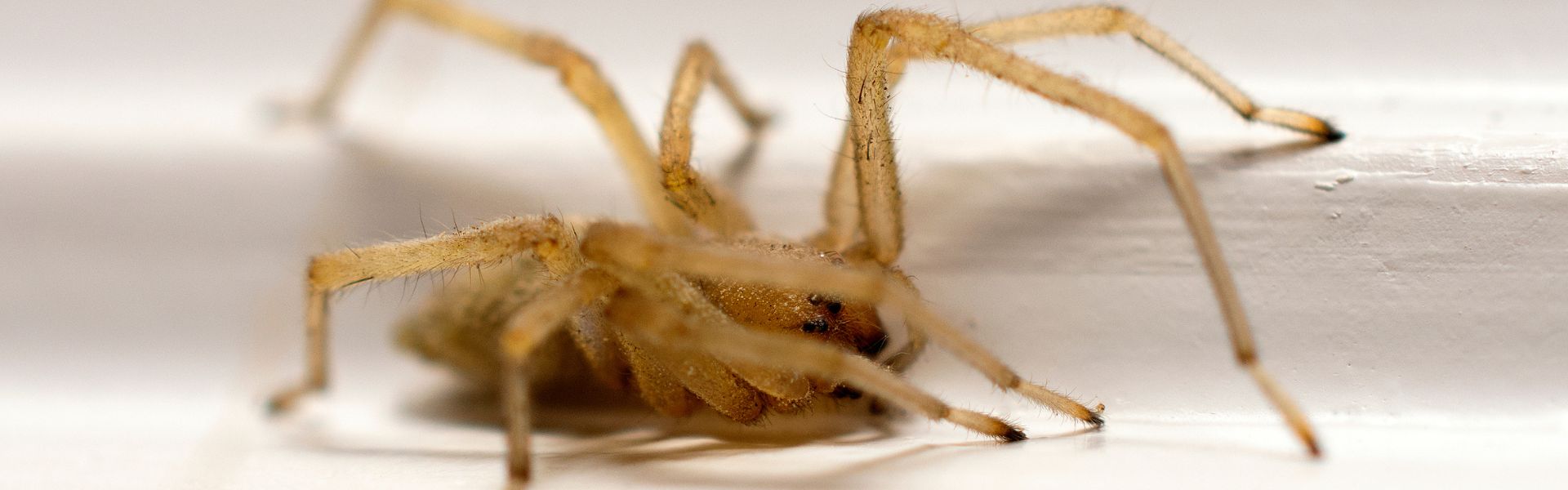 Spider | Kansas City Pest Control