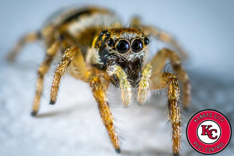 Signs of Serious Spider Infestation in Leavenworth Homes